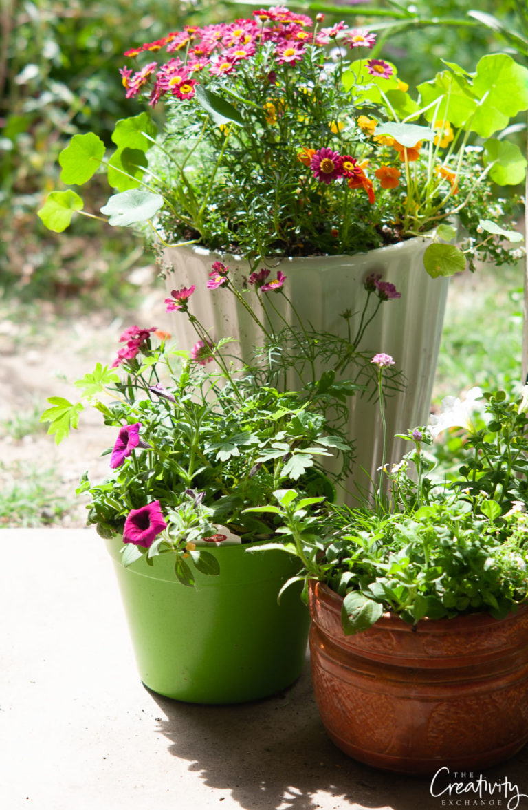 Creative Flower Pot and Planter Uses